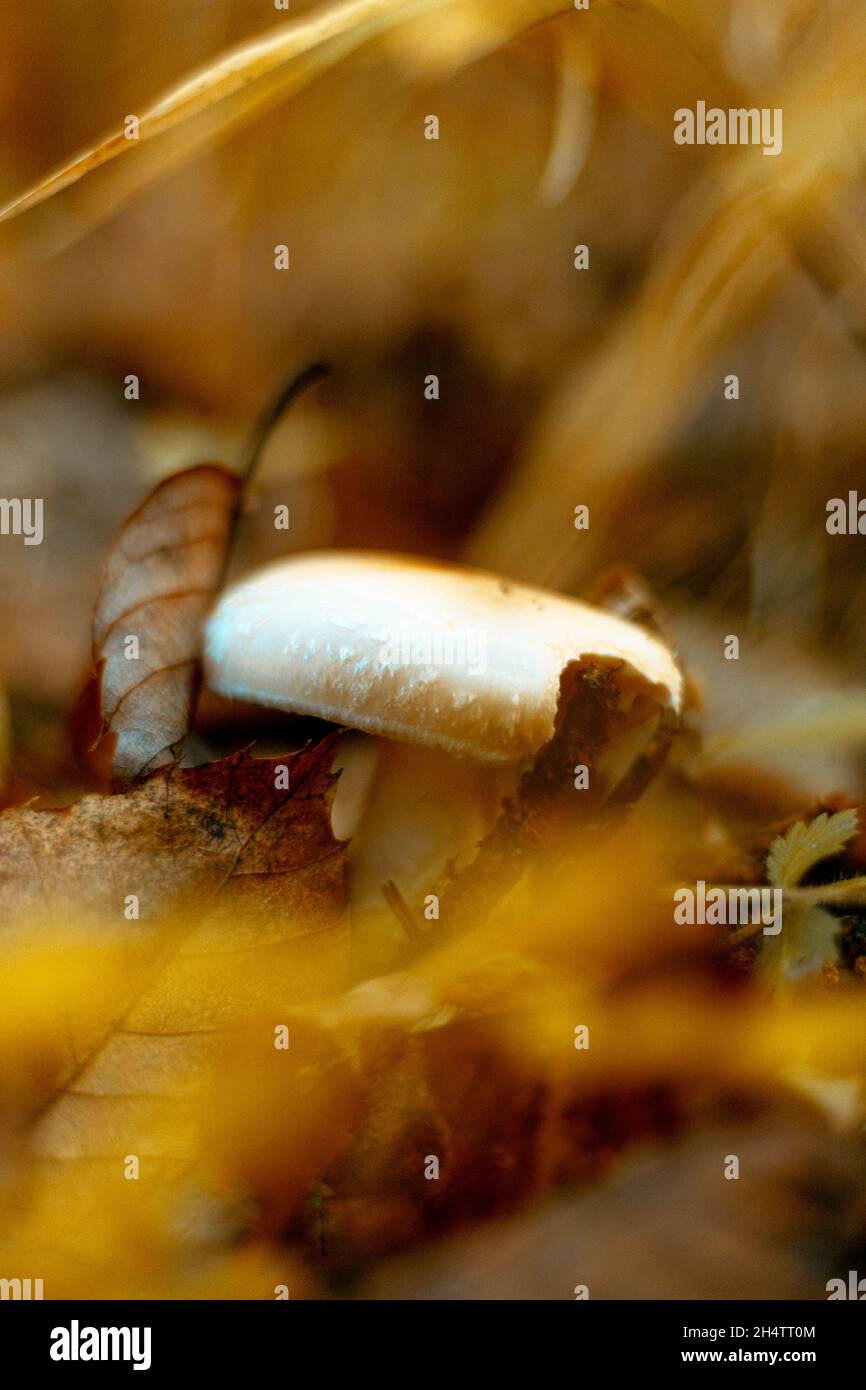 Smallest mushroom hi-res stock photography and images - Alamy