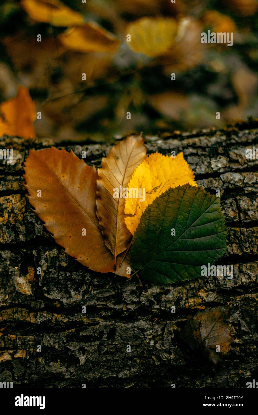 Four leaf pattern on a tree Stock Photo - Alamy