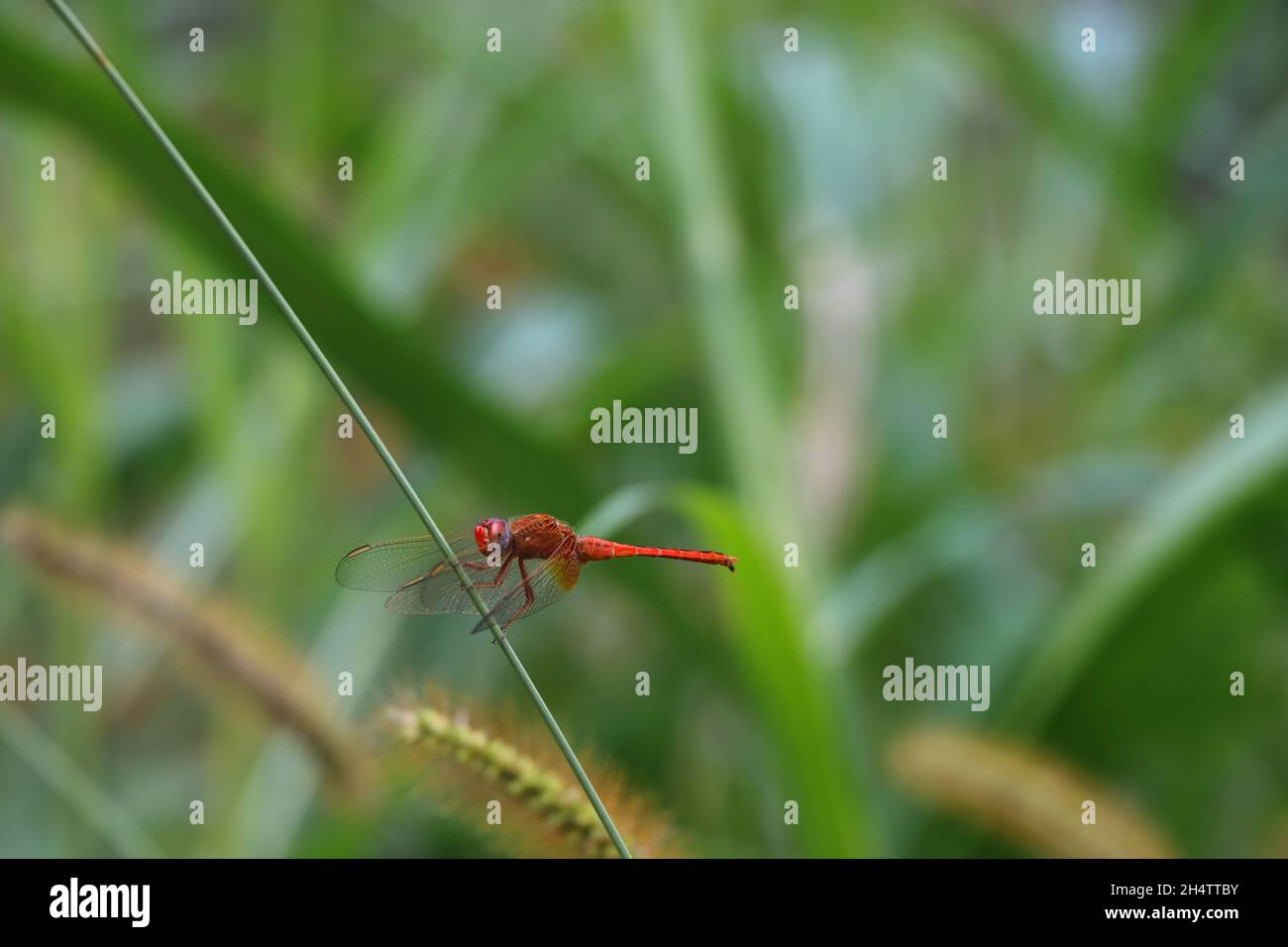 Red-veined darter sitting on a green stem Stock Photo - Alamy