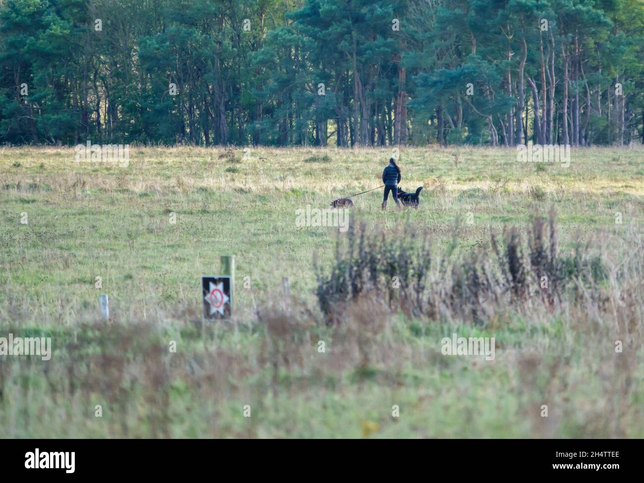 a lady walking two dogs on leads across green field with woodland ...