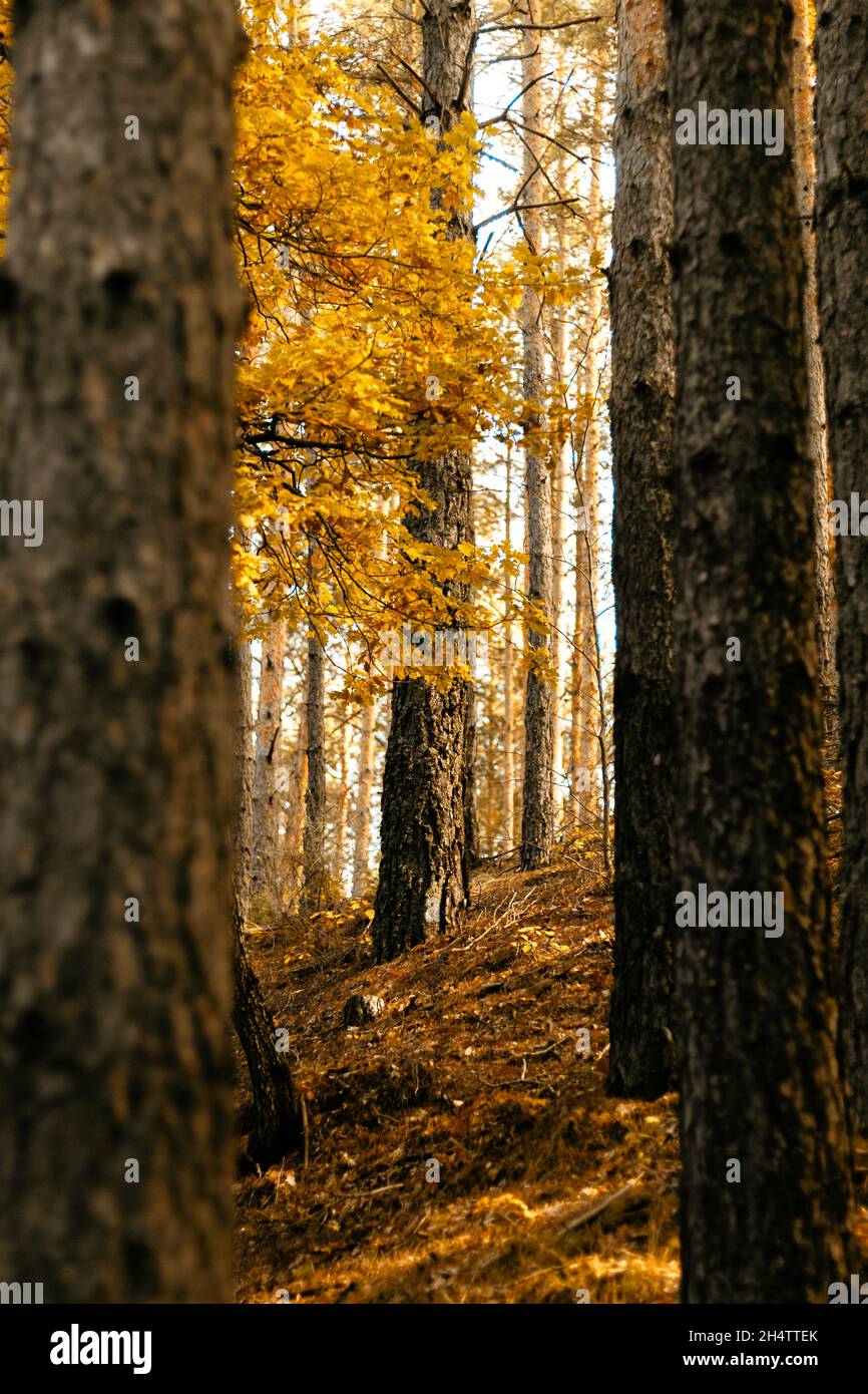 Focus on a tree in the perfect forest Stock Photo - Alamy