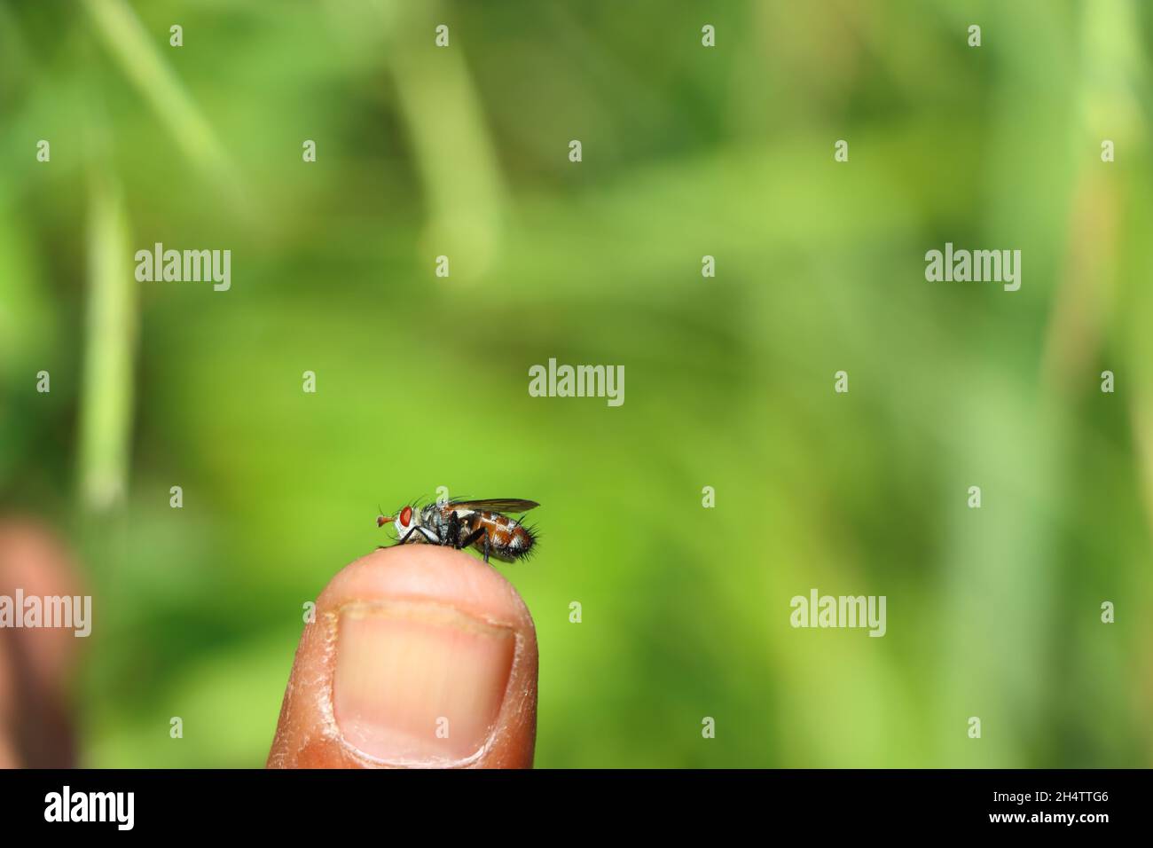 Red eye brown colored fly sitting on human's finger Stock Photo - Alamy