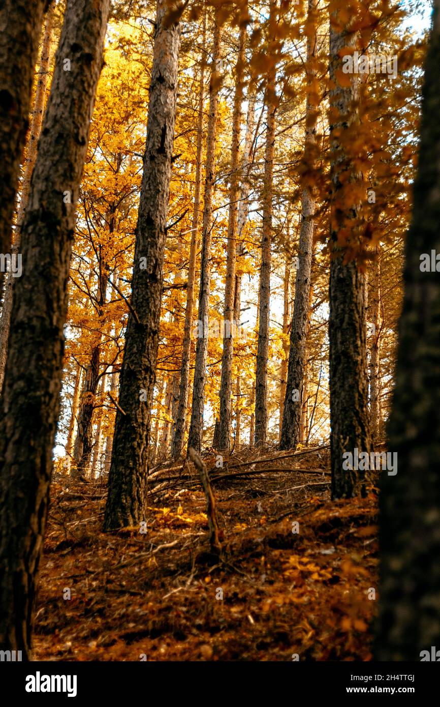 Sunny walk in forest hi-res stock photography and images - Alamy