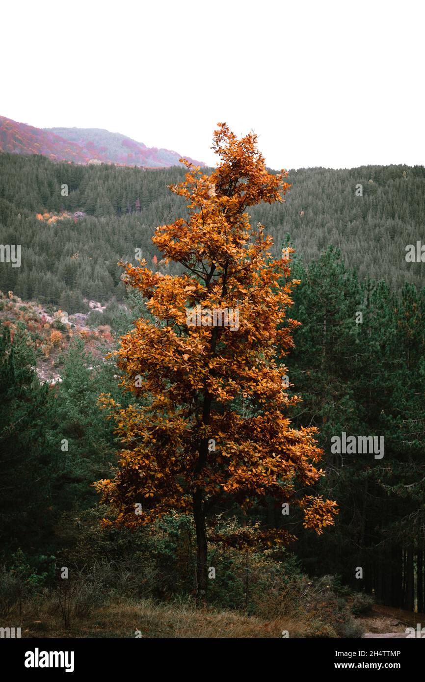 Lonely trees hi-res stock photography and images - Alamy