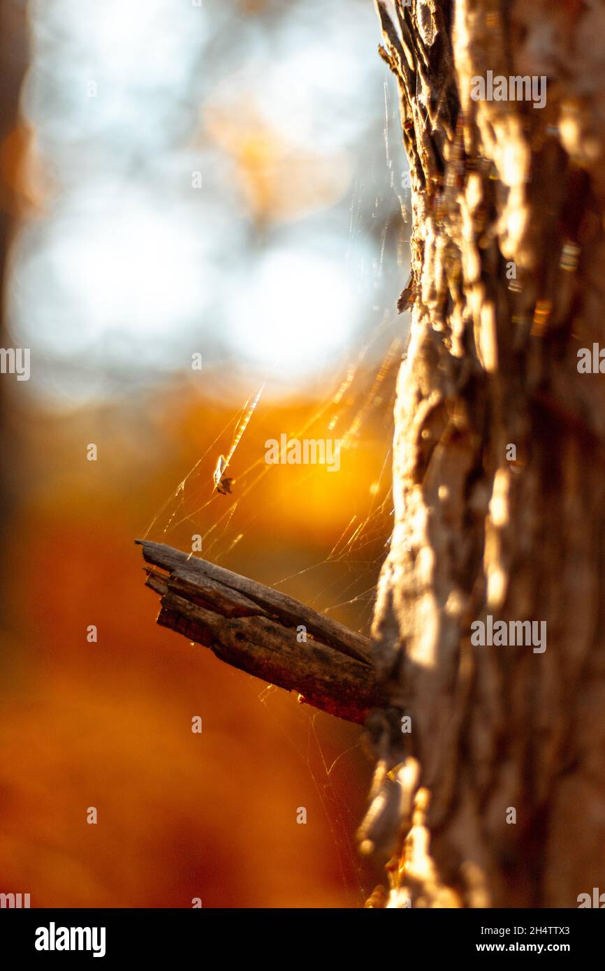 Broken branch and spider web Stock Photo - Alamy