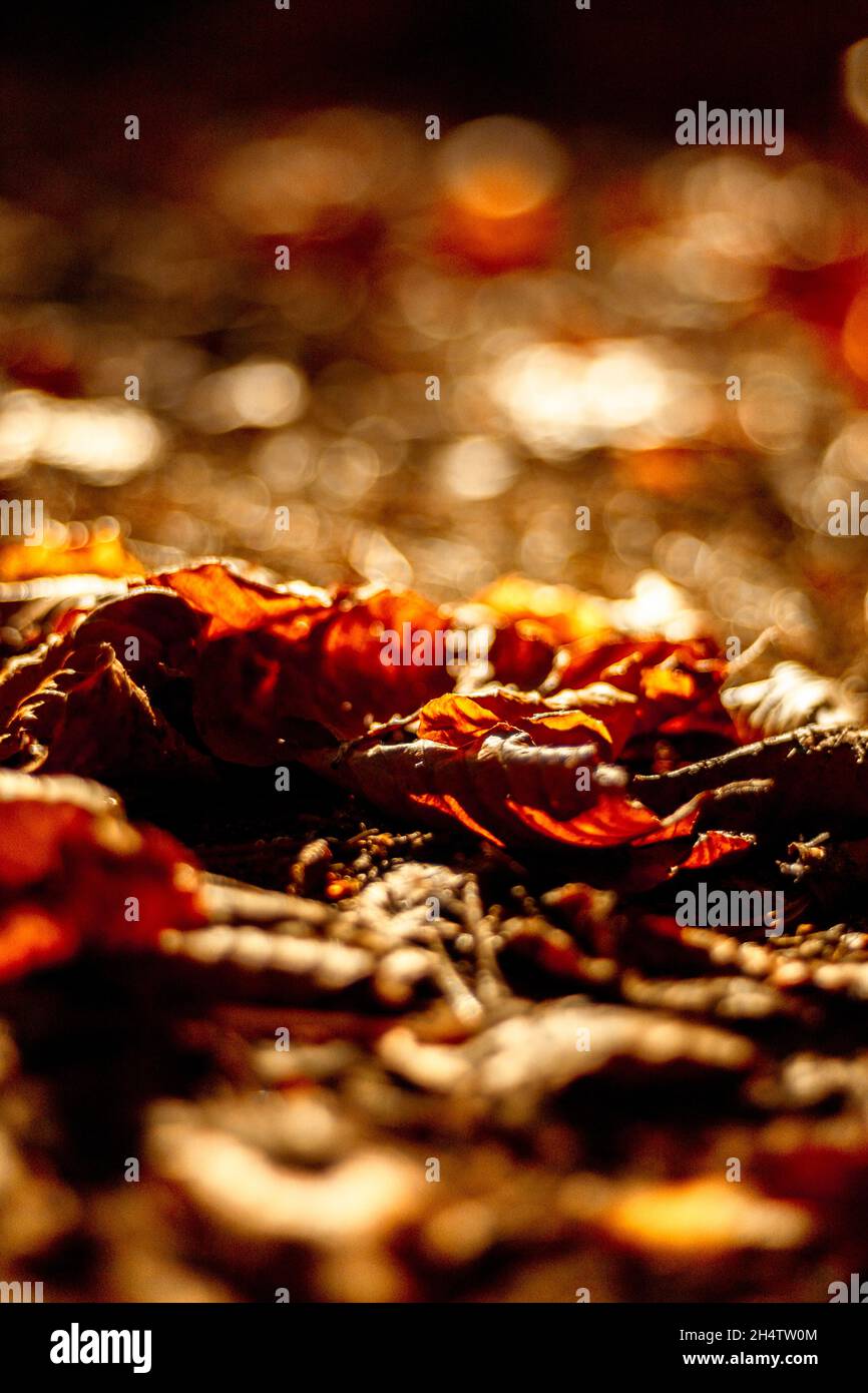 Fallen sticks hi-res stock photography and images - Alamy