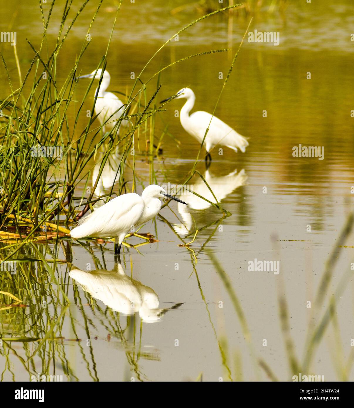 White egrets wading in the lake Stock Photo - Alamy