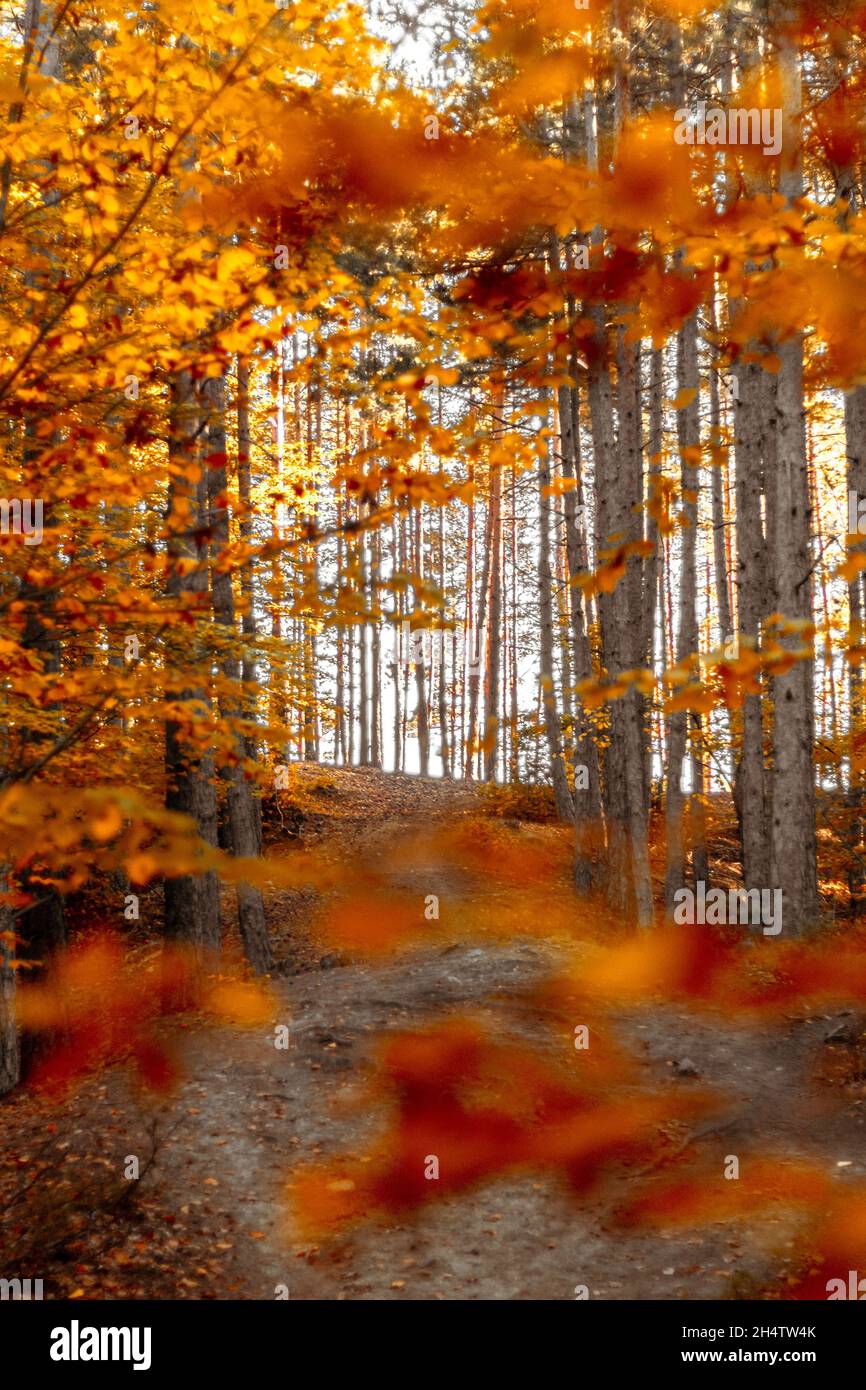 Blurred foreground and a forest path in the background Stock Photo - Alamy