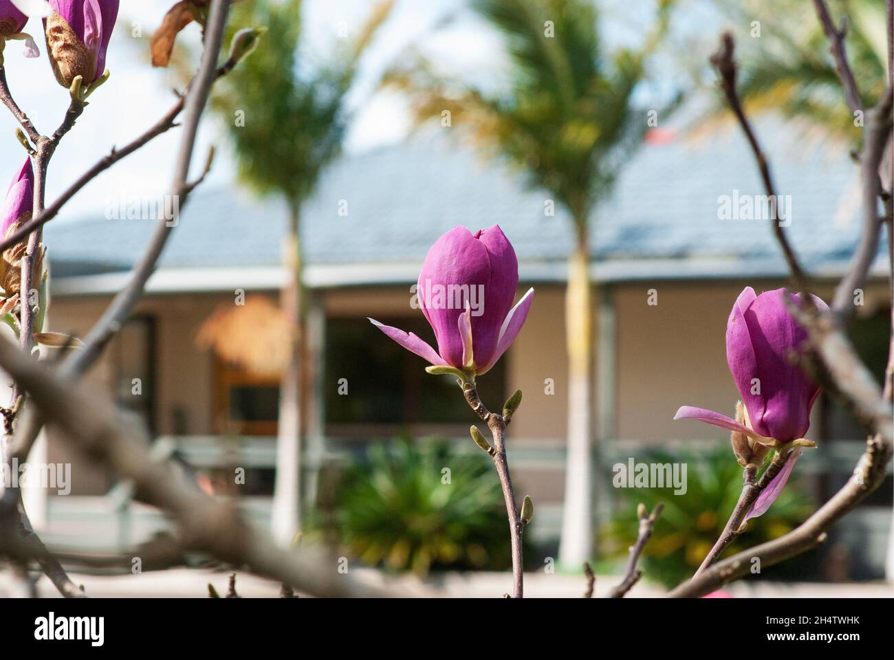 Magnolias in new zealand hi-res stock photography and images - Alamy