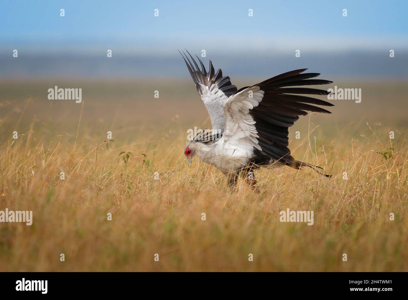 Secretarybird or Secretary Bird - Sagittarius serpentarius large ...