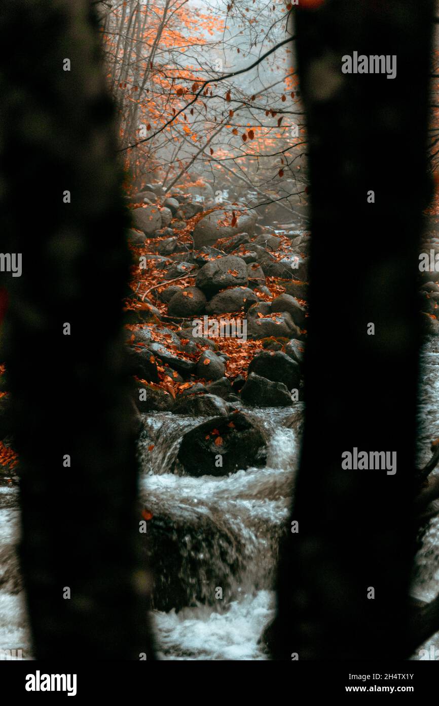 Ice cold river running down the forest Stock Photo - Alamy