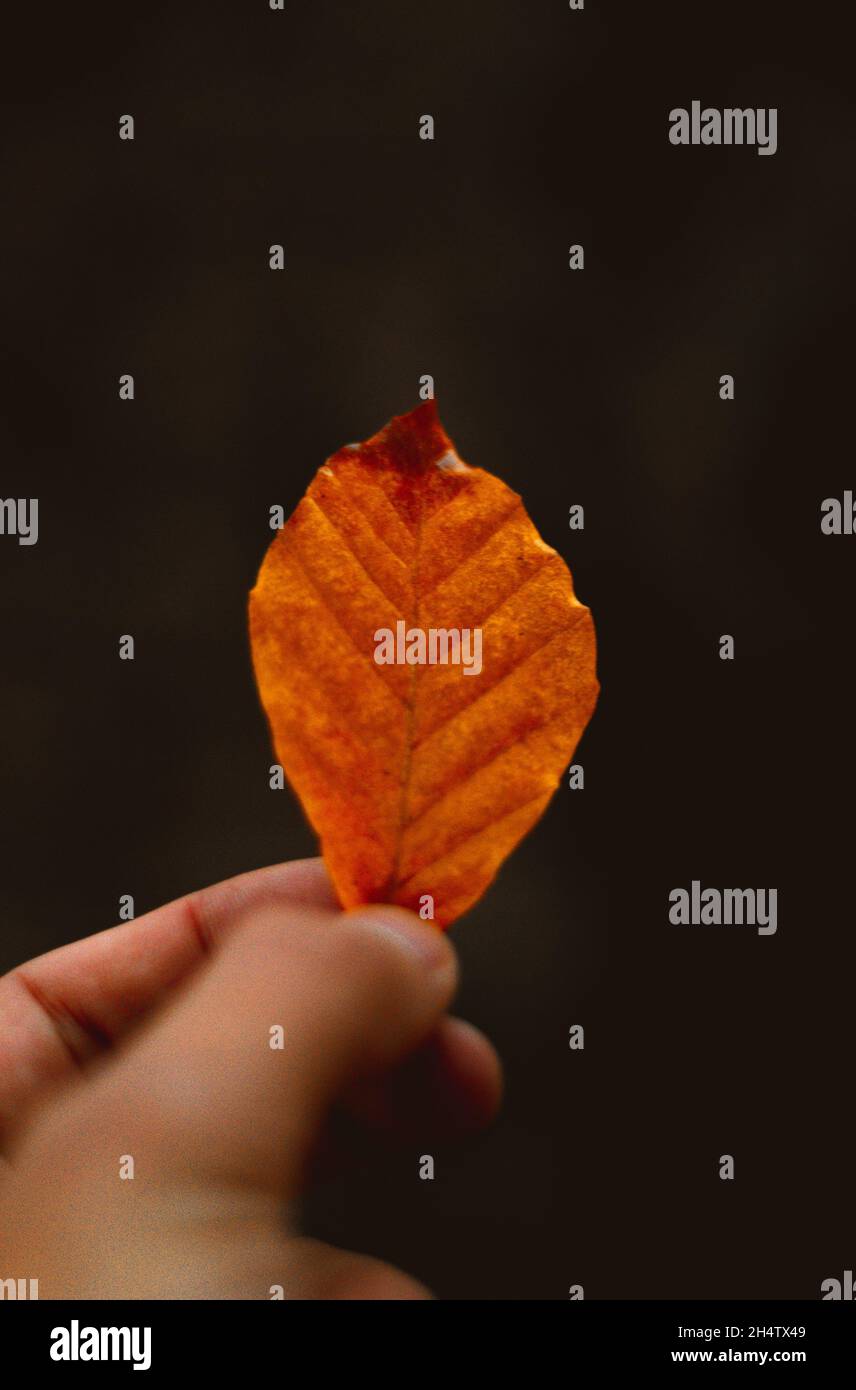 Orange leave hi-res stock photography and images - Alamy