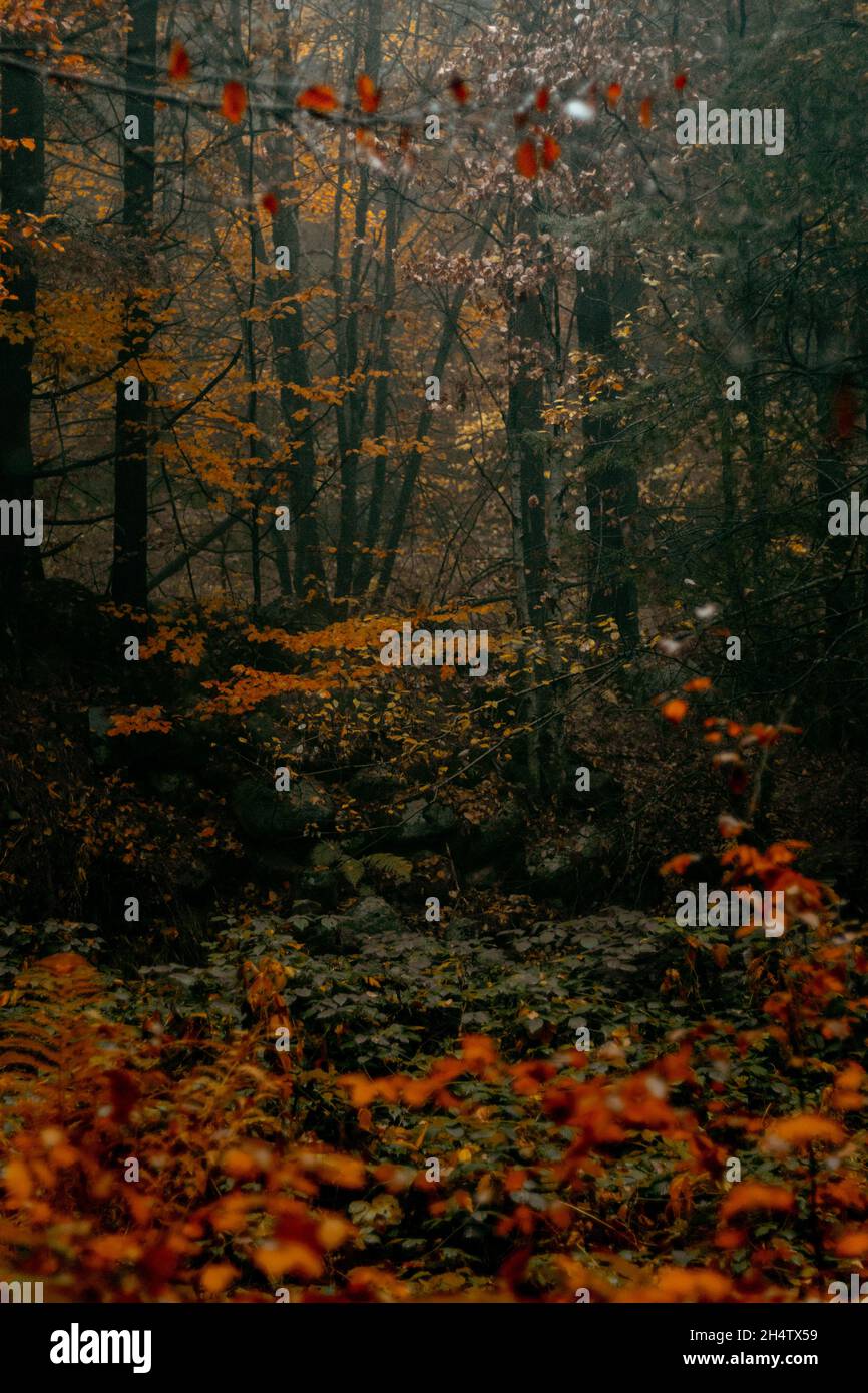 Scary scene outside in the wild Stock Photo - Alamy