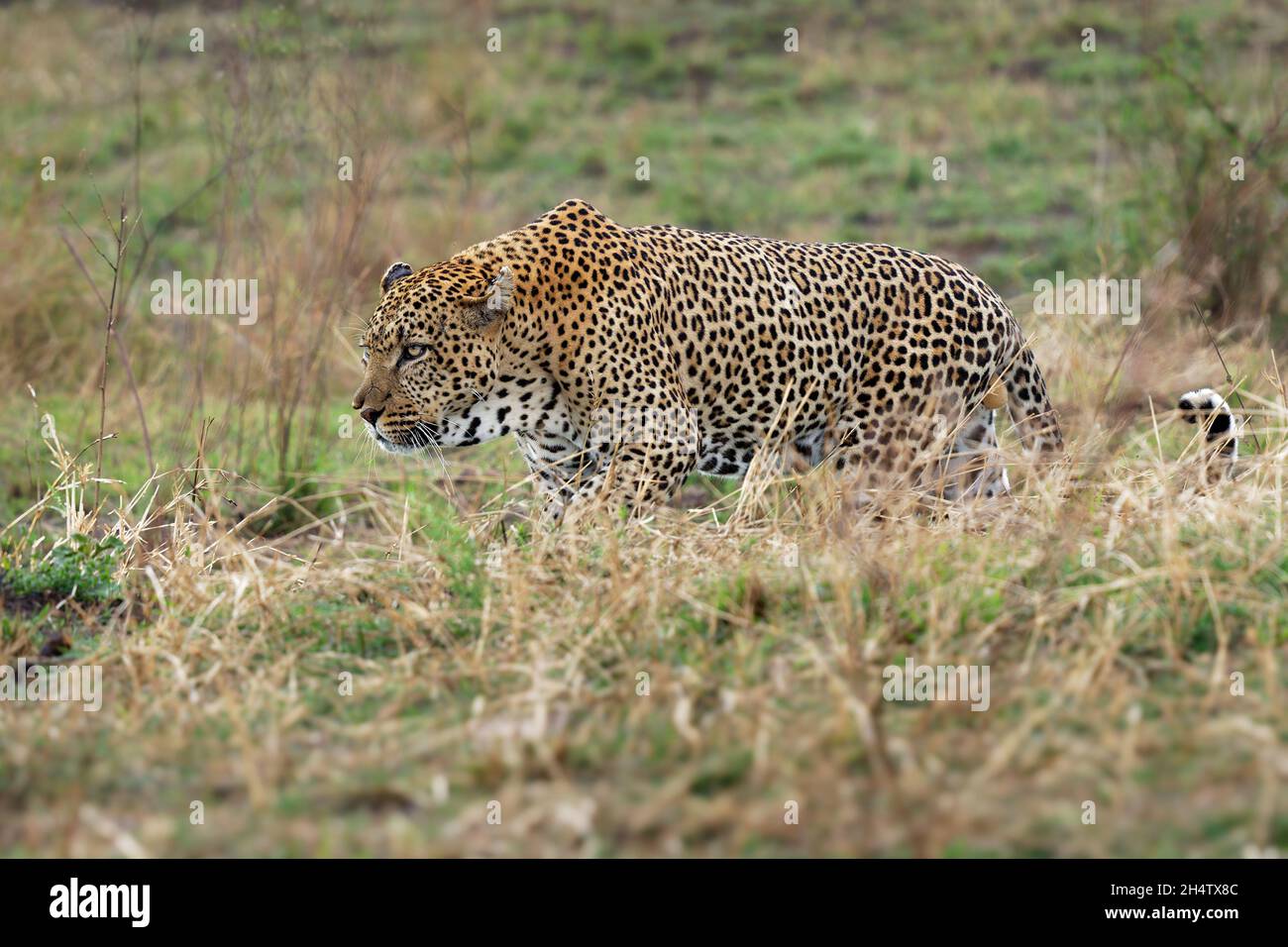 Leopard - Panthera pardus, big spotted yellow cat in Africa, genus ...