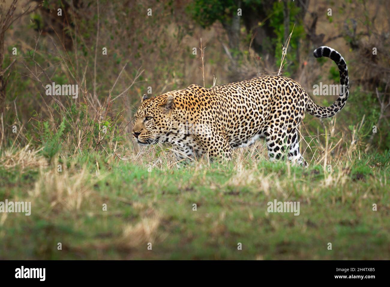 Leopard - Panthera pardus, big spotted yellow cat in Africa, genus ...