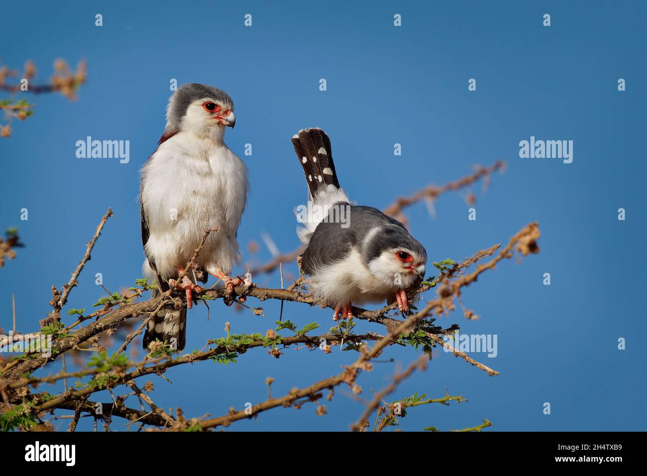 Pygmy Falcon - Polihierax semitorquatus or African falcon bird native ...