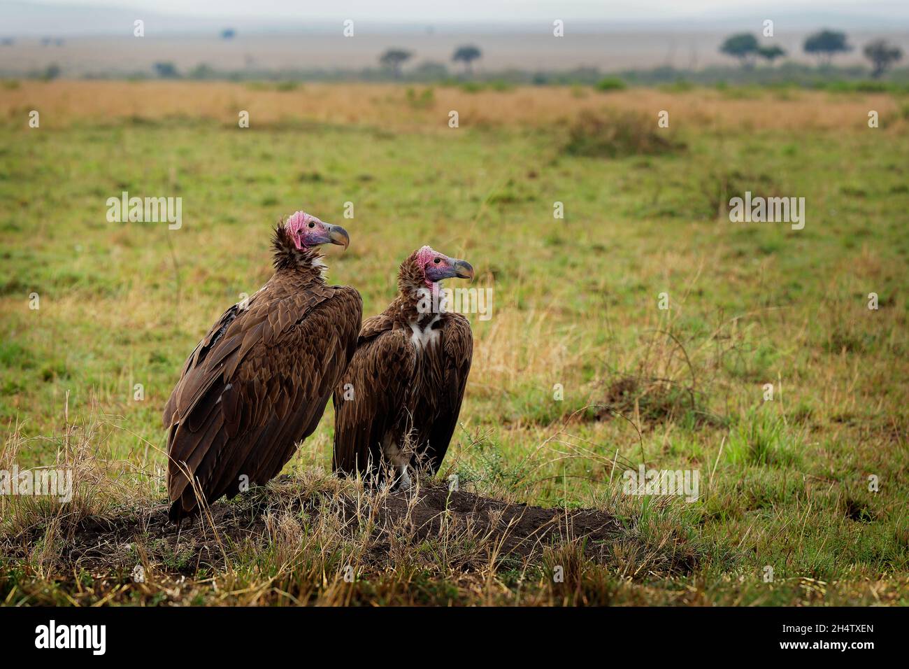 Lappet-faced Vulture or Nubian vulture - Torgos tracheliotos, Old World ...