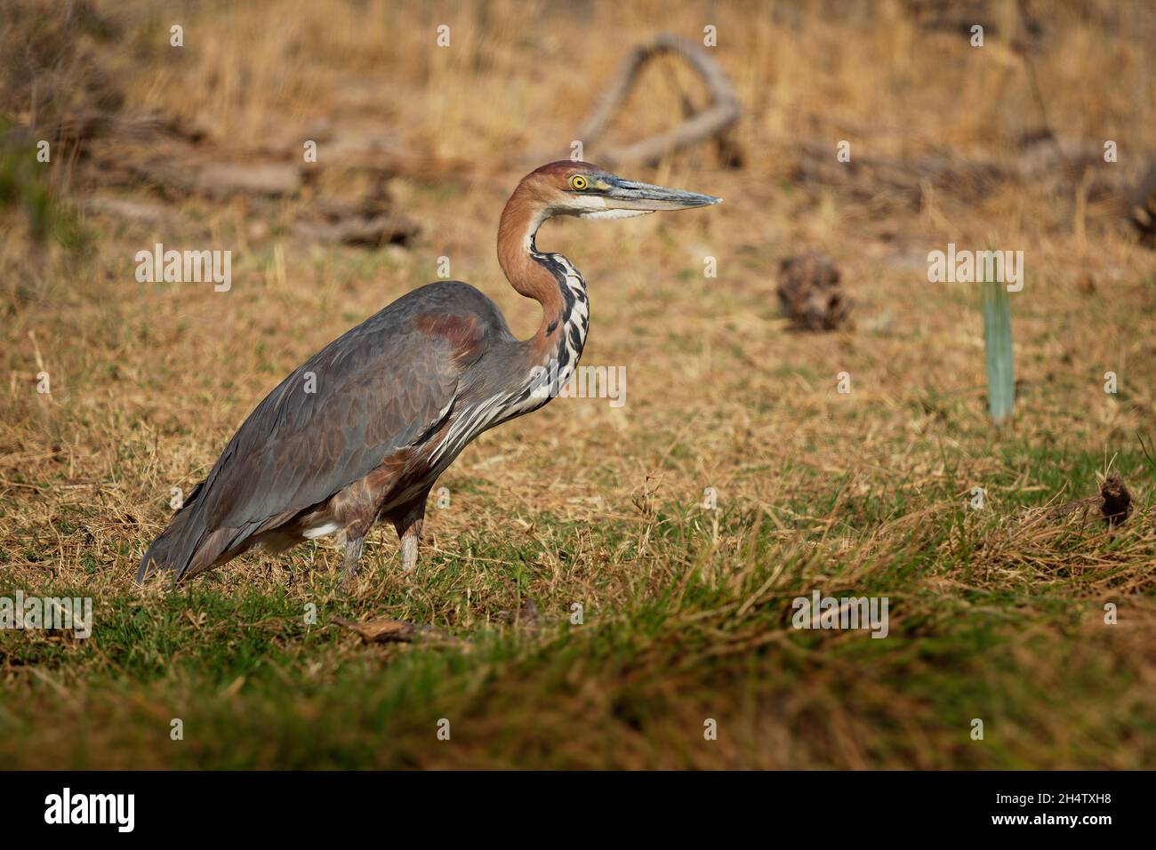 Giant heron hi-res stock photography and images - Alamy