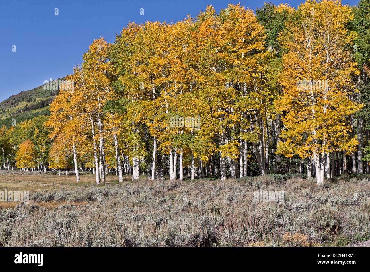 Clonal trees utah hi-res stock photography and images - Alamy