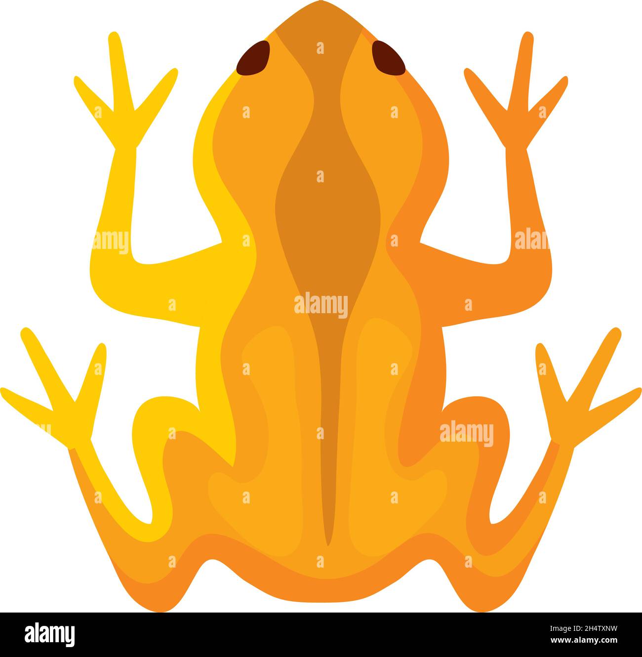 Coqui frog puerto rico hi-res stock photography and images - Alamy