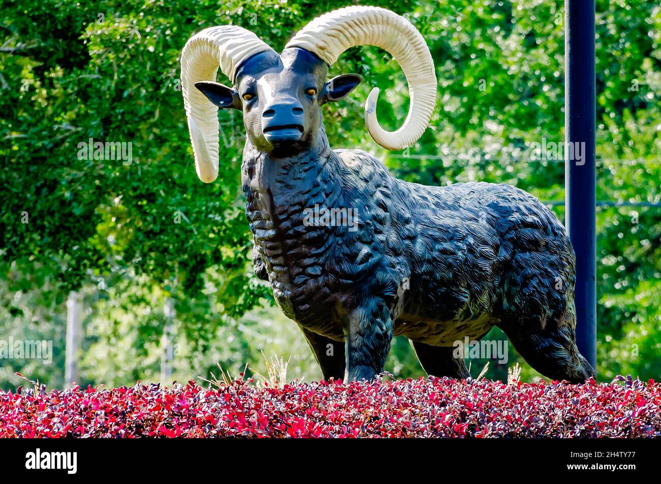 University of mobile rams hi-res stock photography and images - Alamy