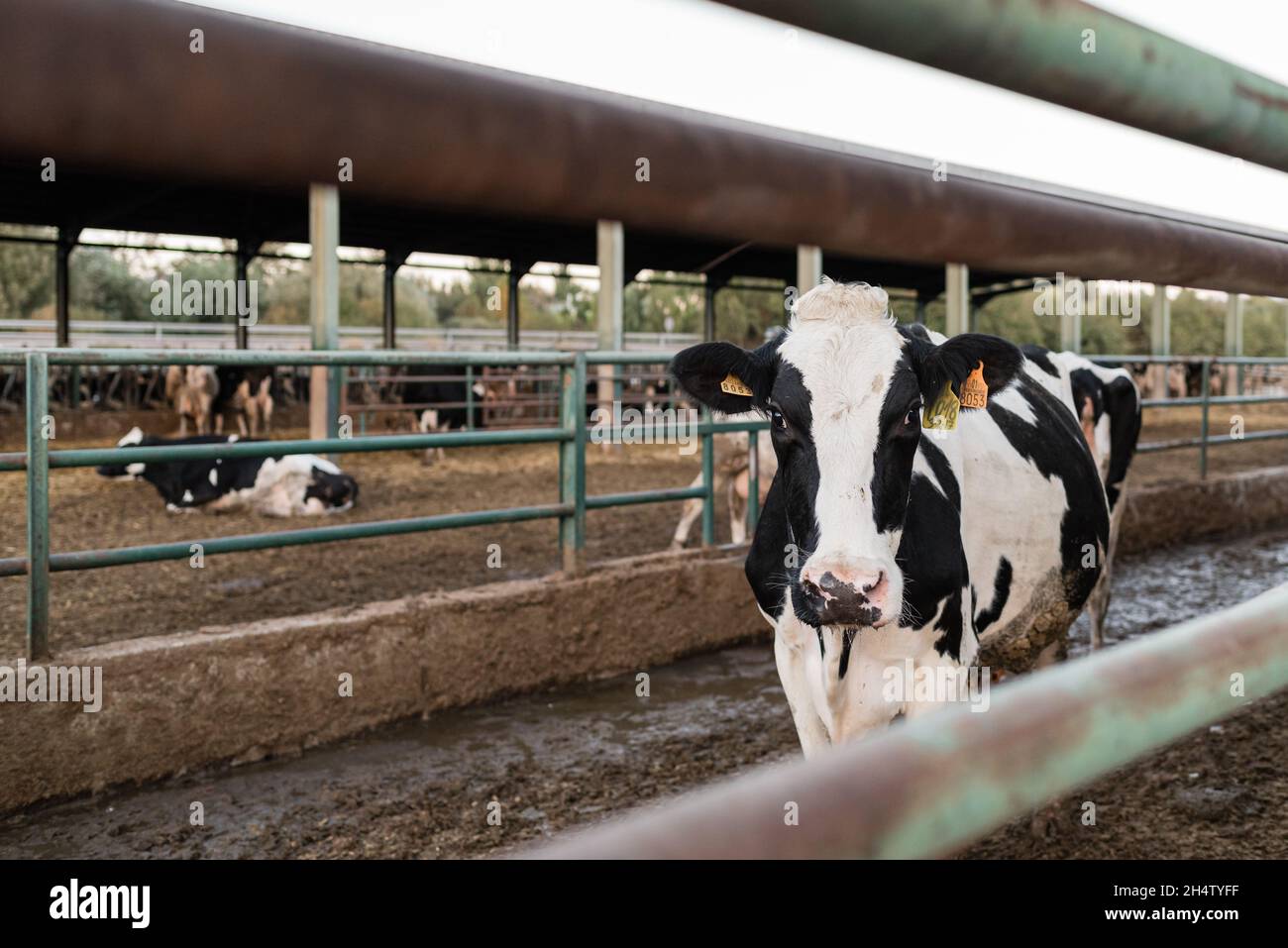 Straw and mud barn hi-res stock photography and images - Alamy