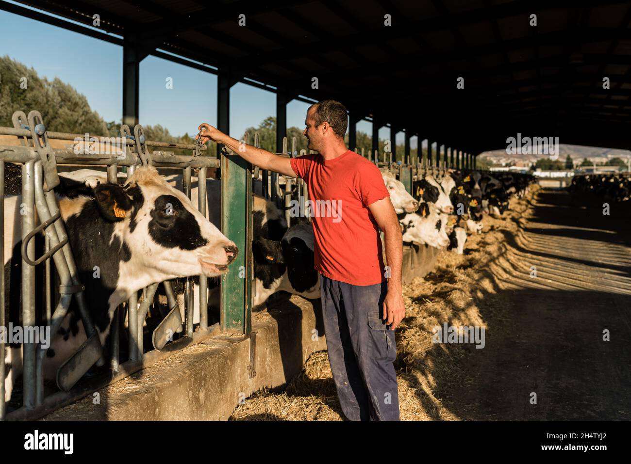 Working in dairy hi-res stock photography and images - Alamy