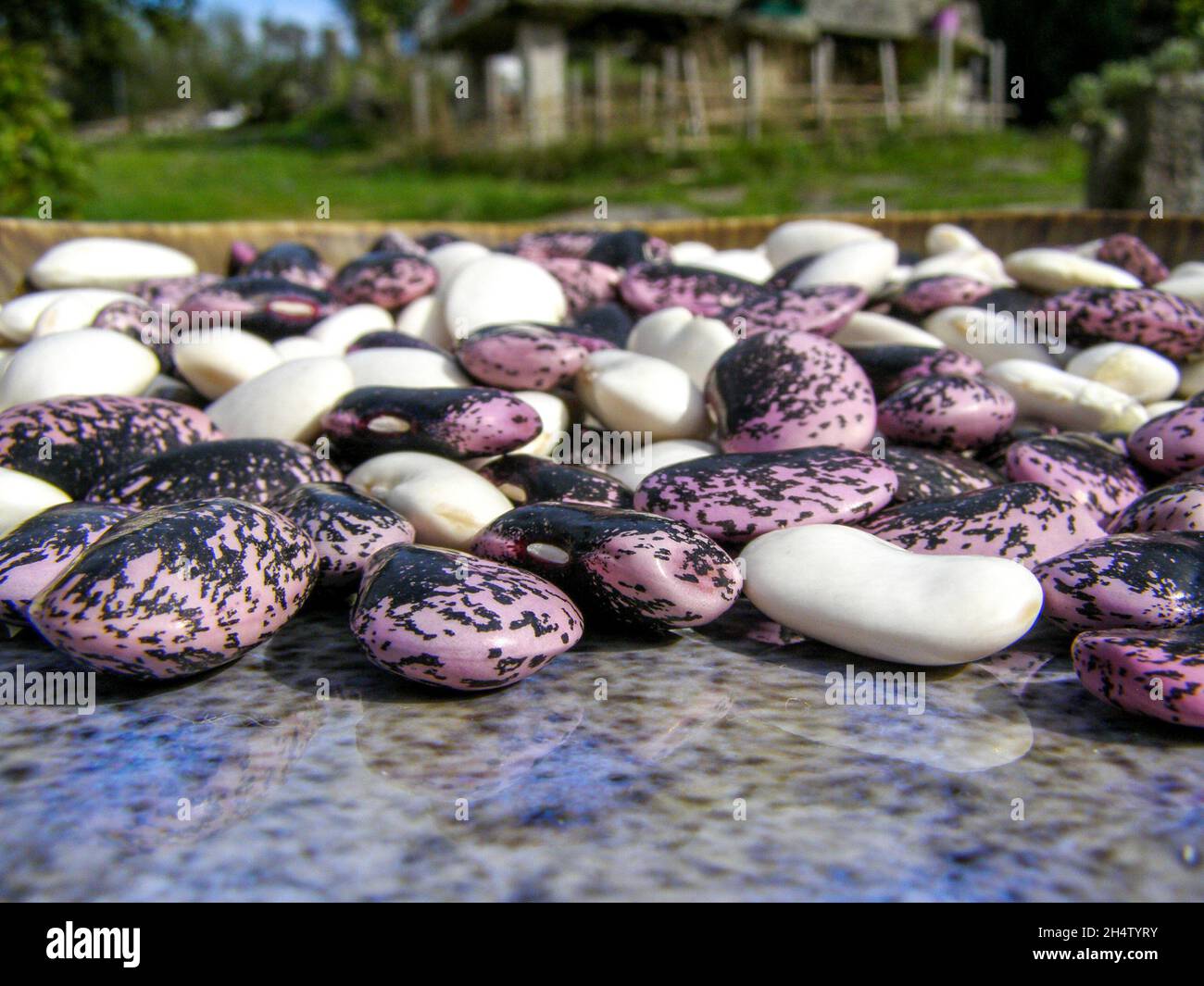 group of varied beans Stock Photo - Alamy
