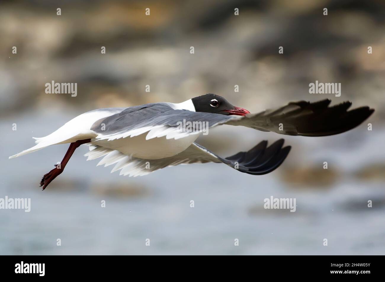 Laughing gull in flight Stock Photo - Alamy