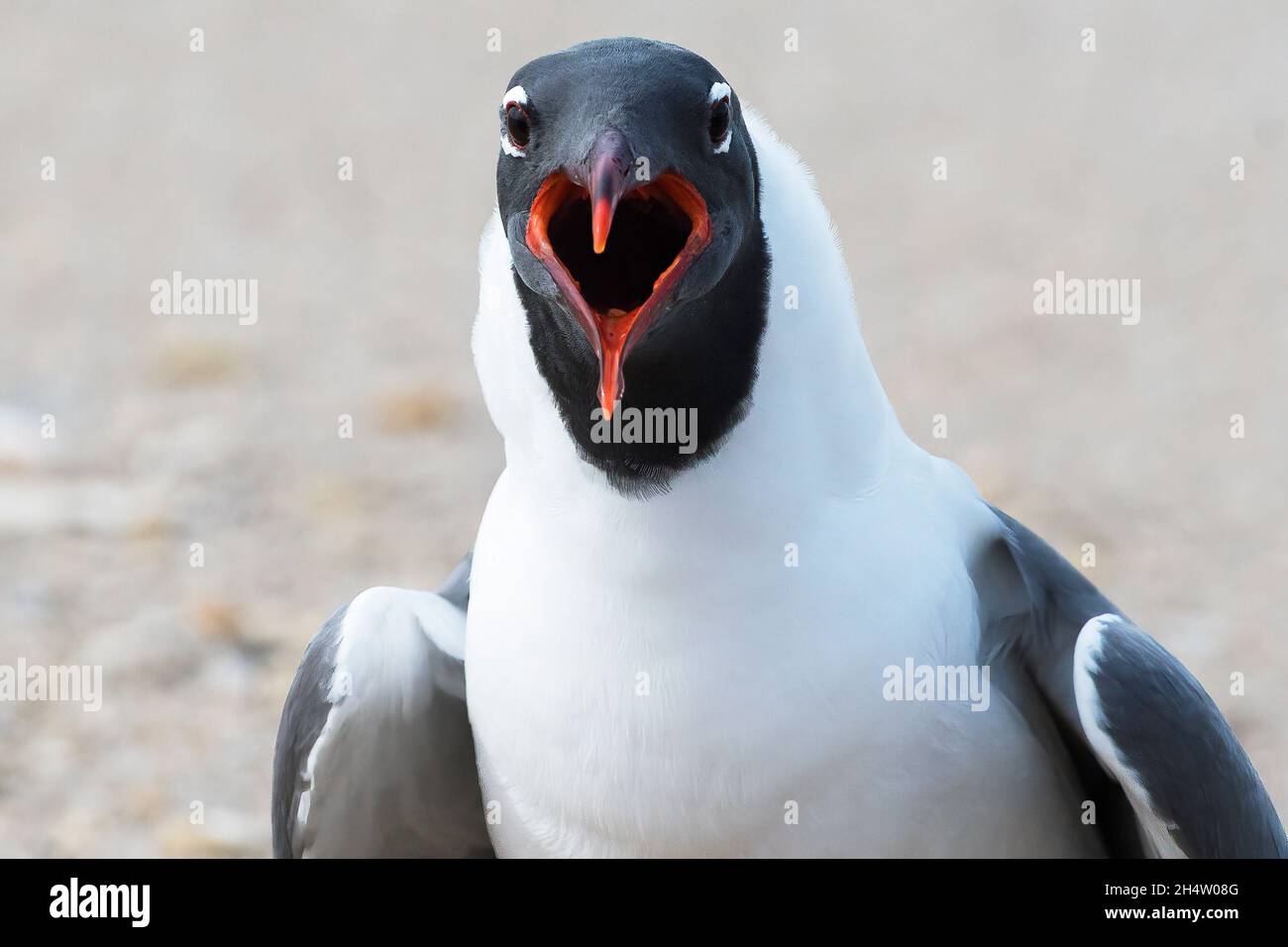Laughing gull vocalizing Stock Photo - Alamy