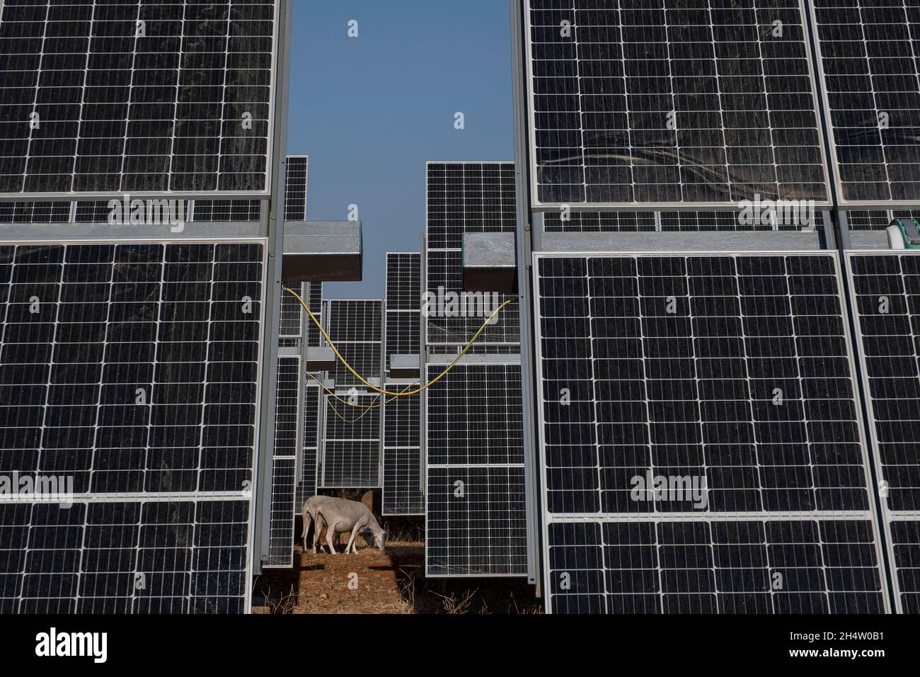 Pioneering experiment in a photovoltaic plant; where the solar panels ... Pioneering experiment in a photovoltaic plant; where the solar panels ...