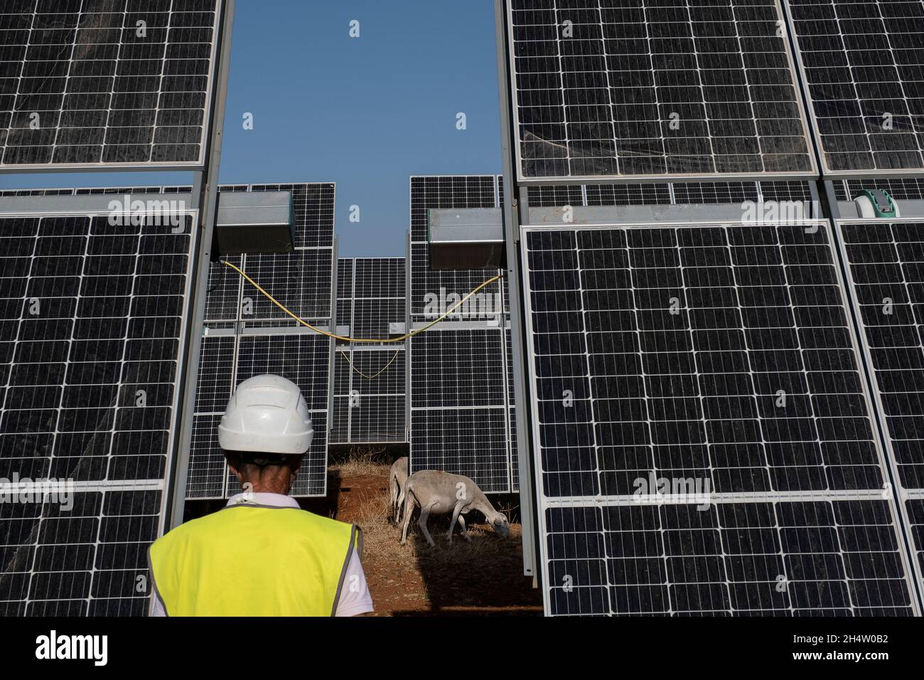 Pioneering experiment in a photovoltaic plant; where the solar panels ... Pioneering experiment in a photovoltaic plant; where the solar panels ...