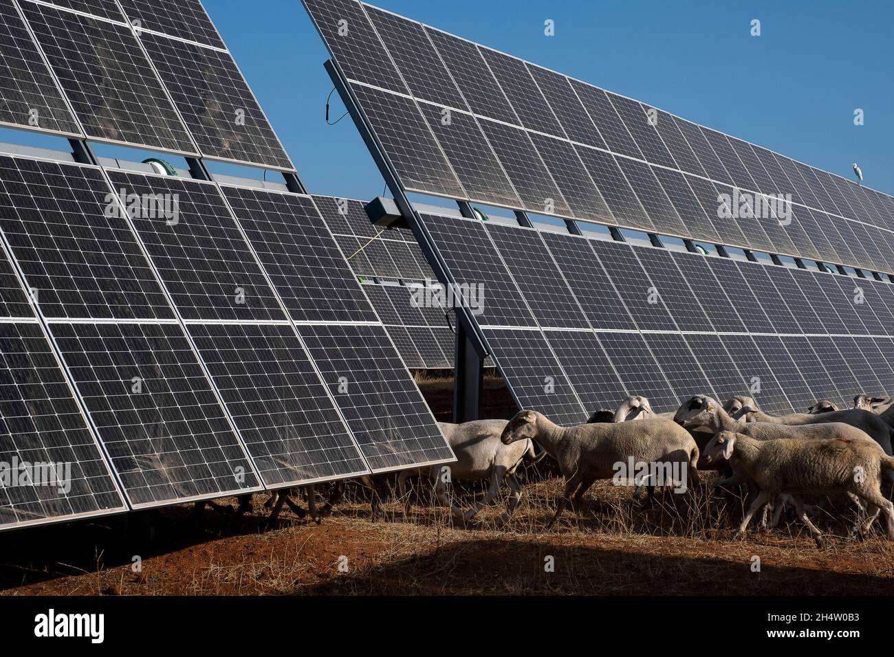 Pioneering experiment in a photovoltaic plant; where the solar panels ... Pioneering experiment in a photovoltaic plant; where the solar panels ...