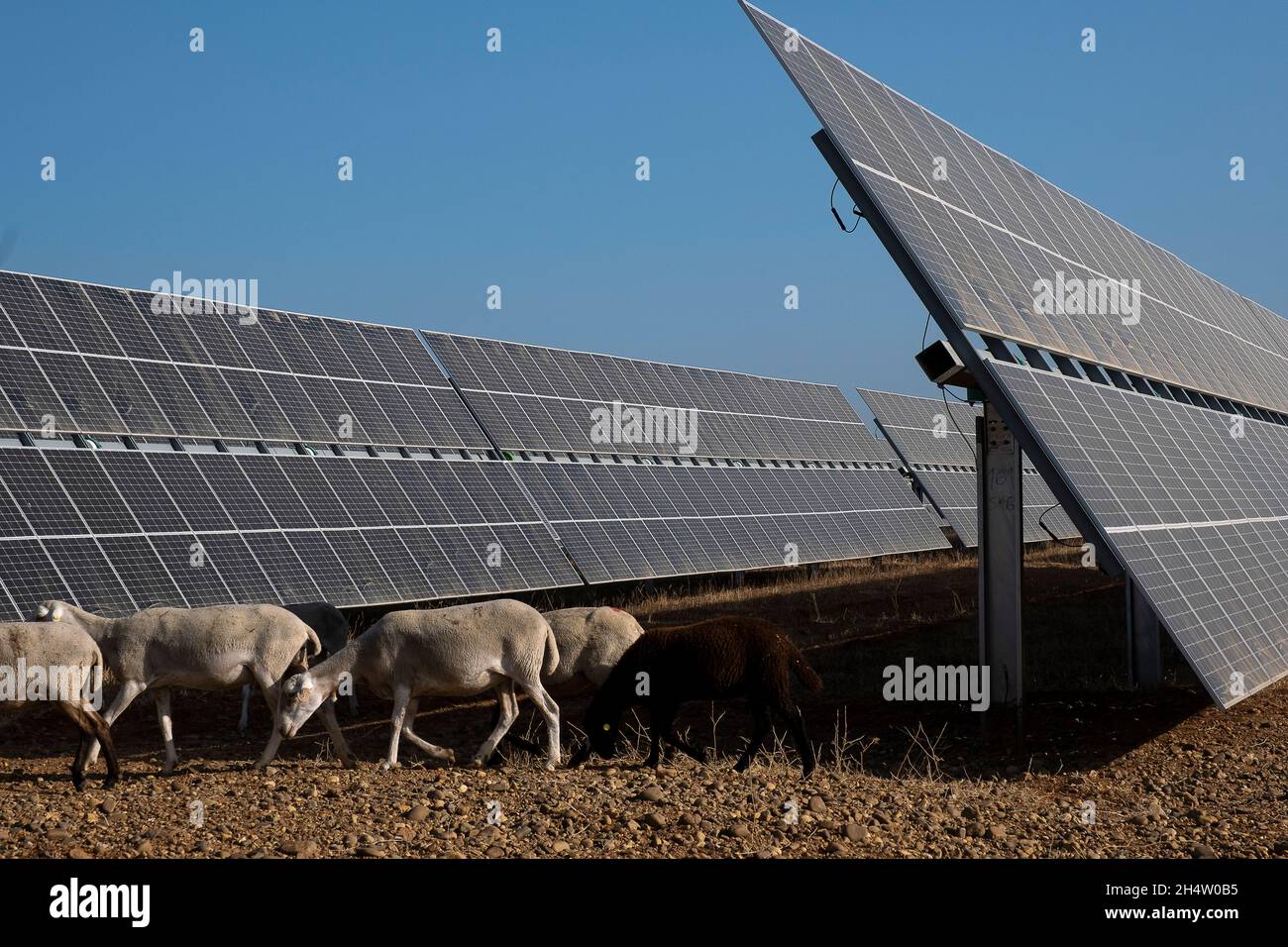Pioneering experiment in a photovoltaic plant; where the solar panels ... Pioneering experiment in a photovoltaic plant; where the solar panels ...