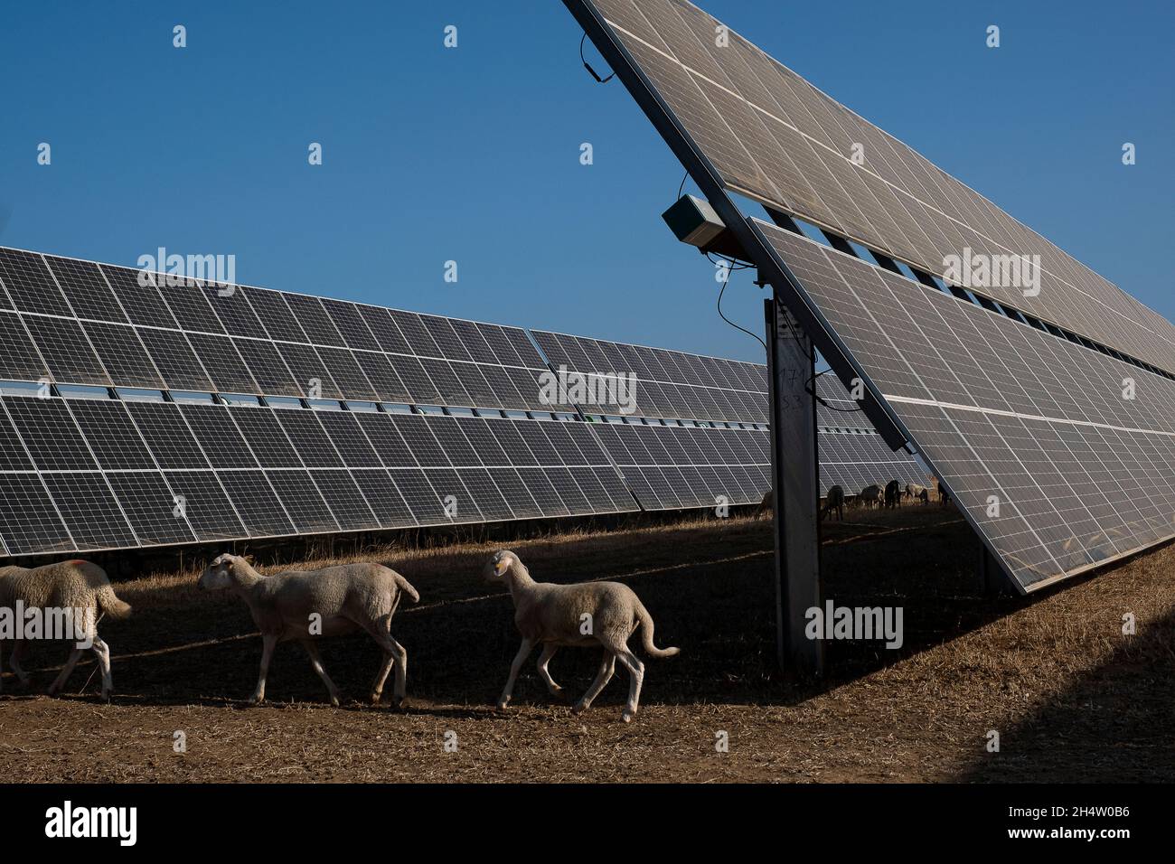 Pioneering experiment in a photovoltaic plant; where the solar panels ...