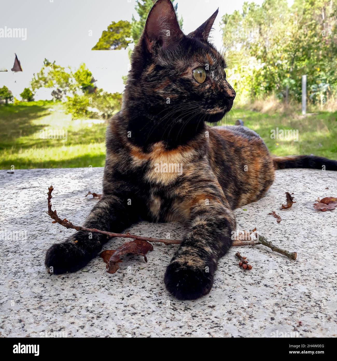 Left facing animal hi-res stock photography and images - Alamy