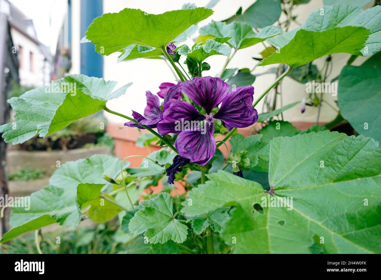 Malven-Züchtung (Malva sylvestris var. mauritiana), Kommern, Nordrhein ...