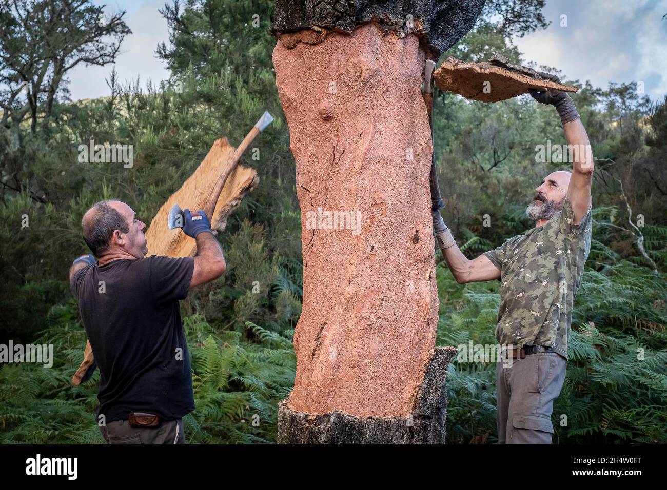 Cork collecting Natural Park Los Alcornocales Cortes de la Frontera ...