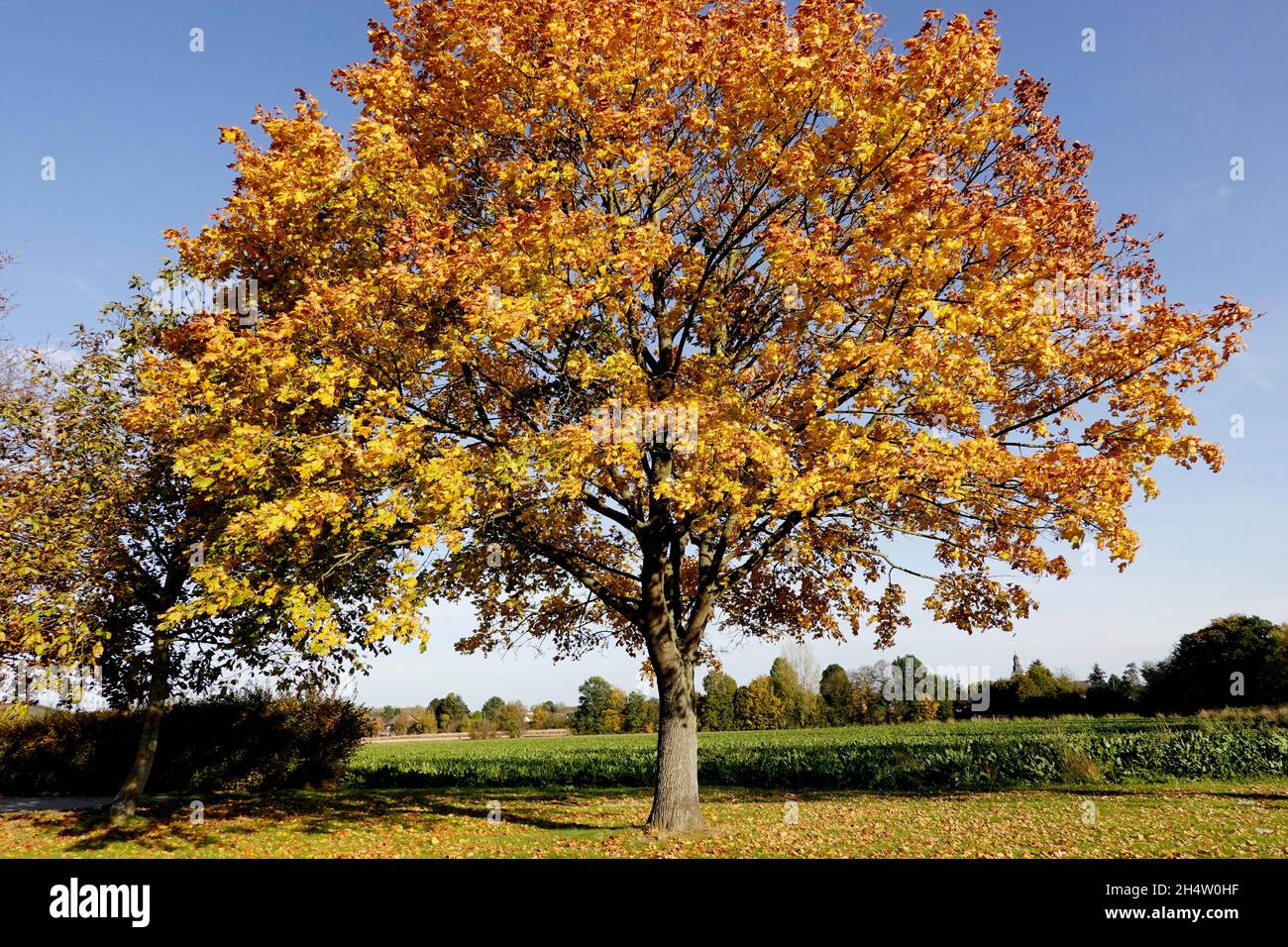 Ahornbaum in gelber Herbstfärbung, Weilerswist, Nordrhein-Westfalen ...