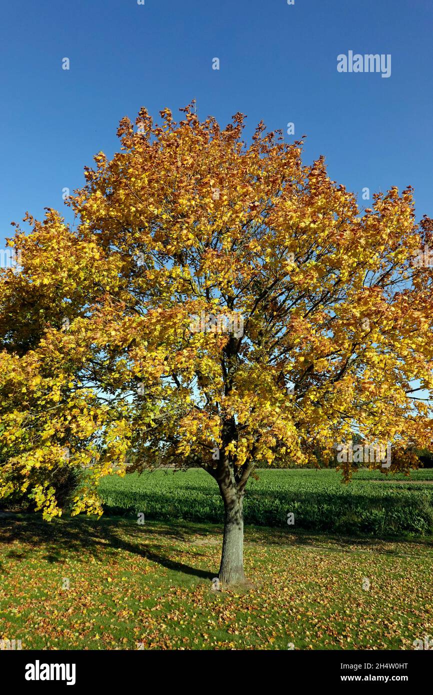 Ahornbaum in gelber Herbstfärbung, Weilerswist, Nordrhein-Westfalen ...