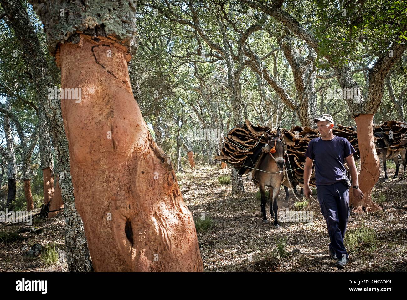 Cork collecting Natural Park Los Alcornocales Cortes de la Frontera ...