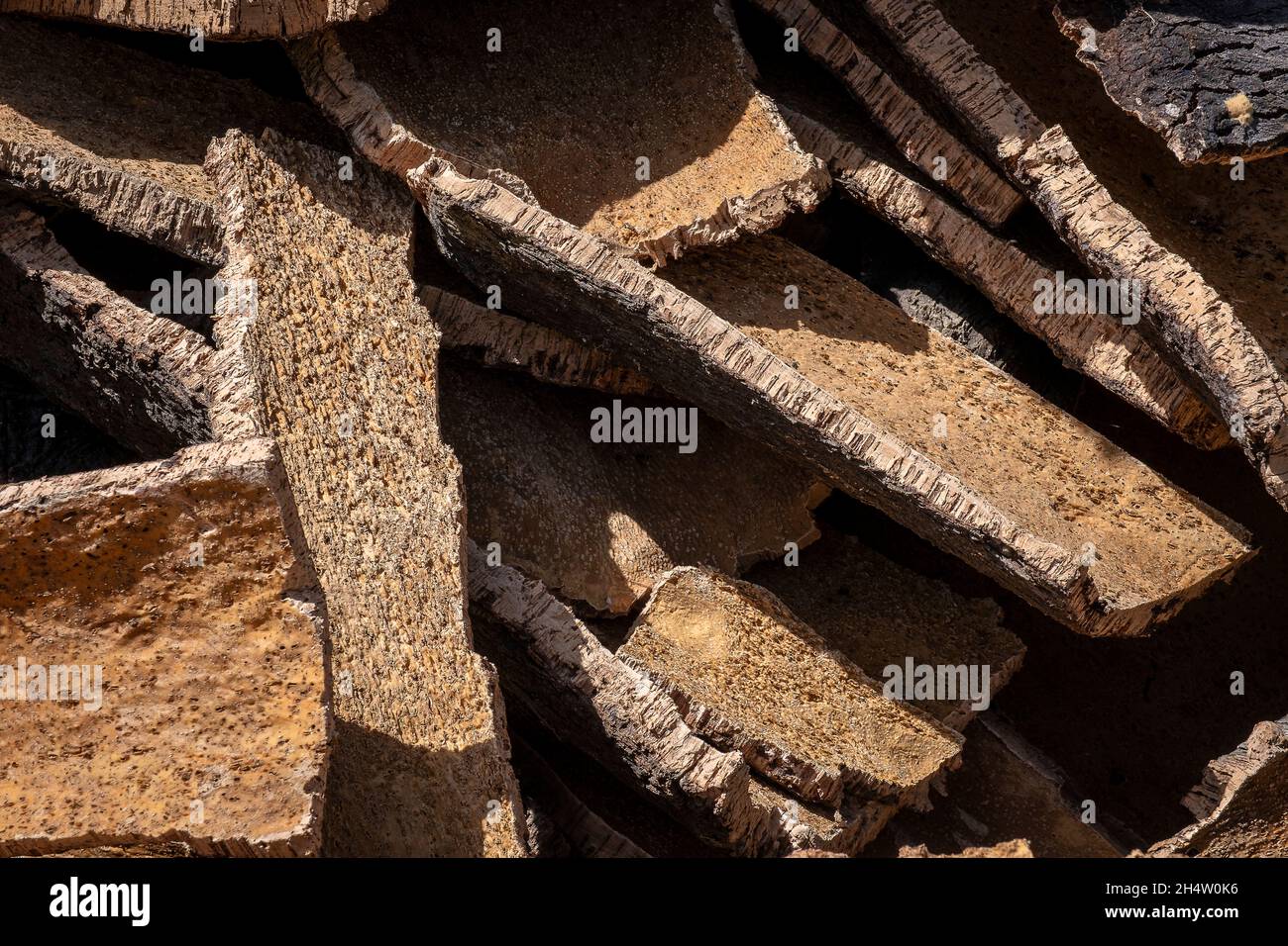 Cork collecting Natural Park Los Alcornocales Cortes de la Frontera ...