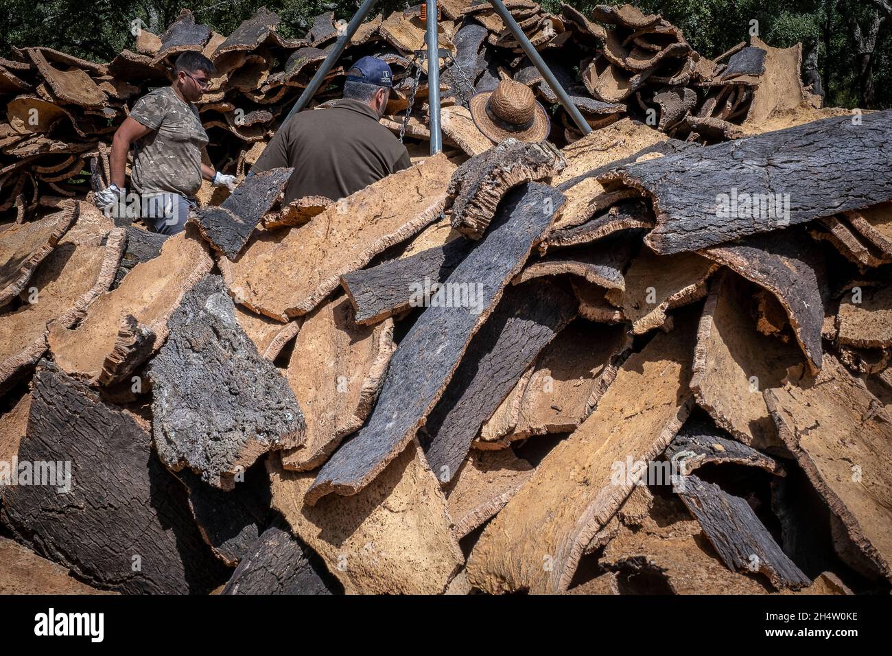 Cork collecting Natural Park Los Alcornocales Cortes de la Frontera ...