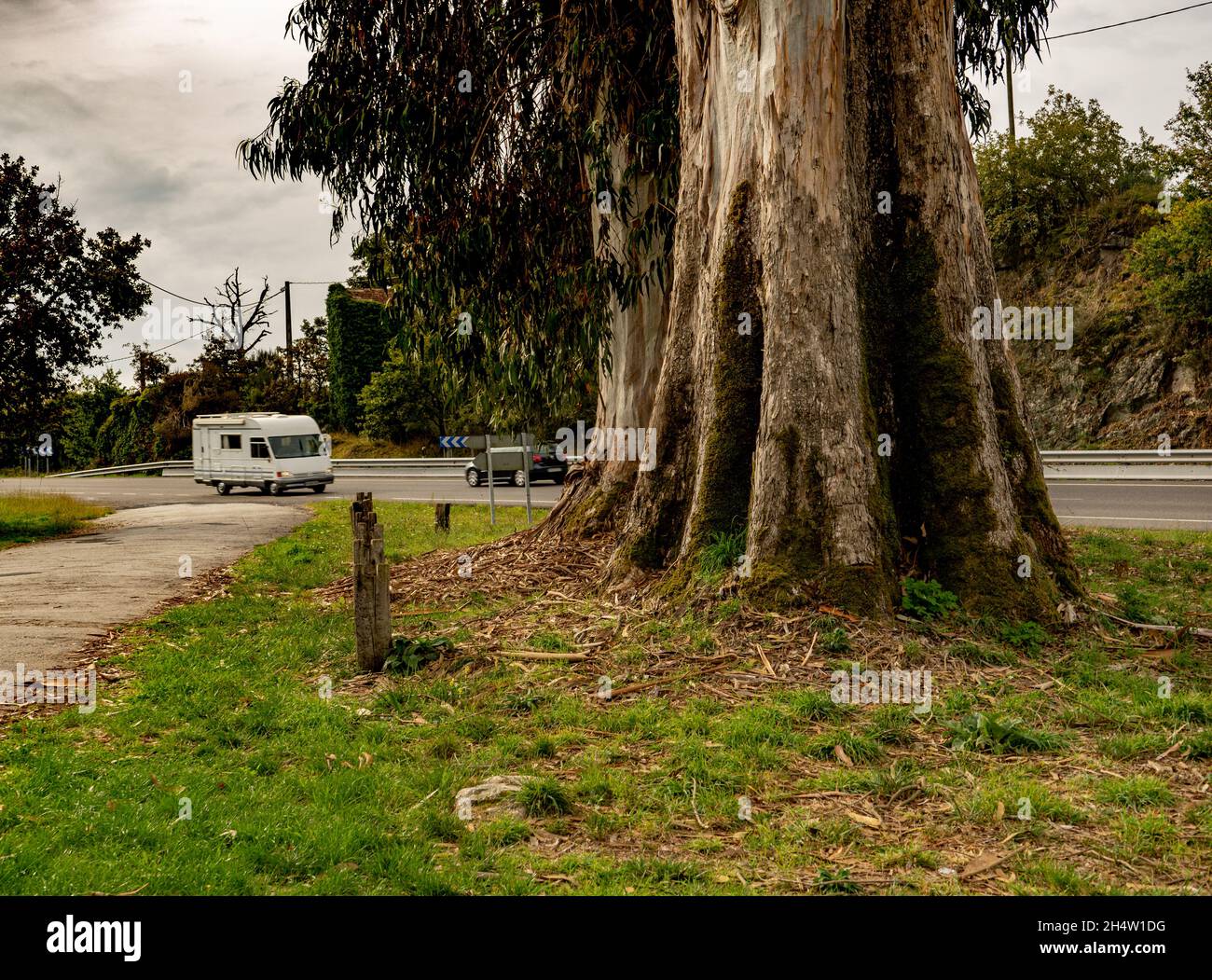 large tree trunks next to the road Stock Photo - Alamy