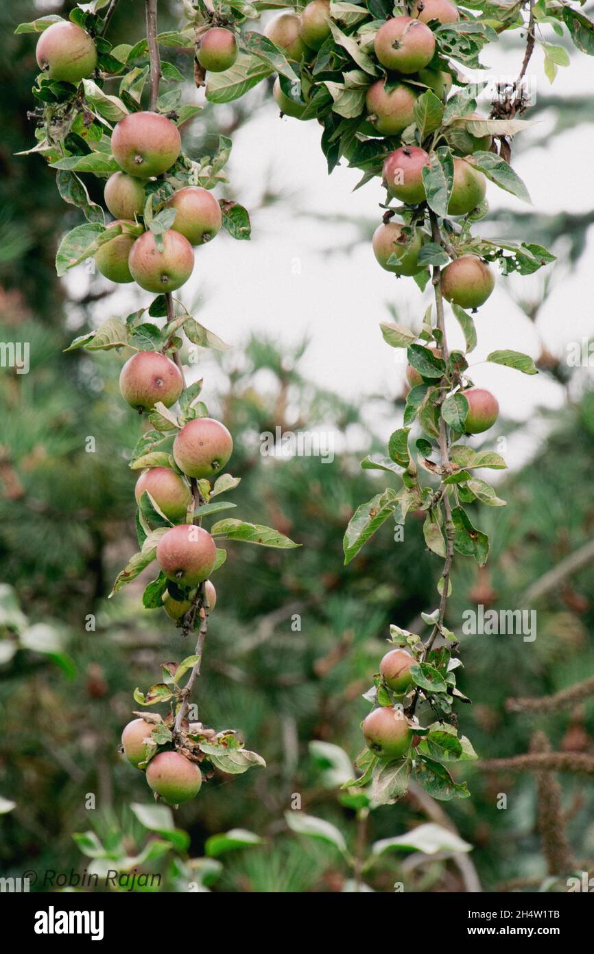 Earth apples hi-res stock photography and images - Alamy