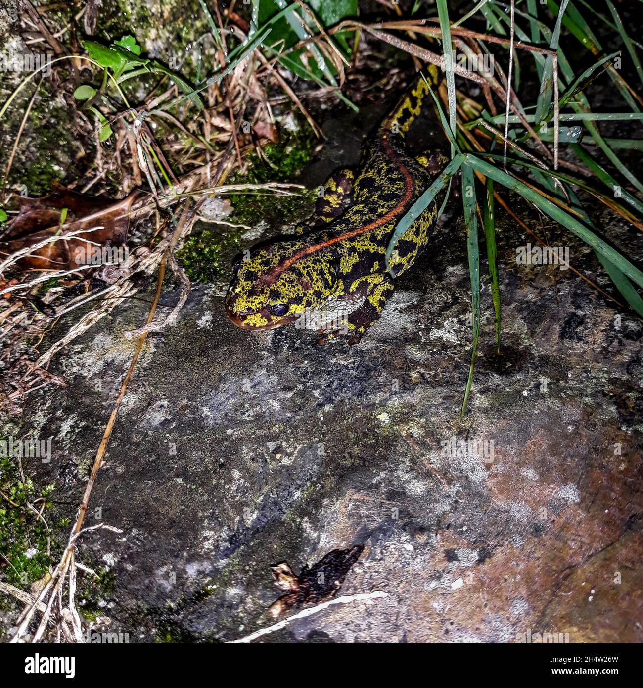 Salamander specimen walking at night on a rocky soil with moisture ...