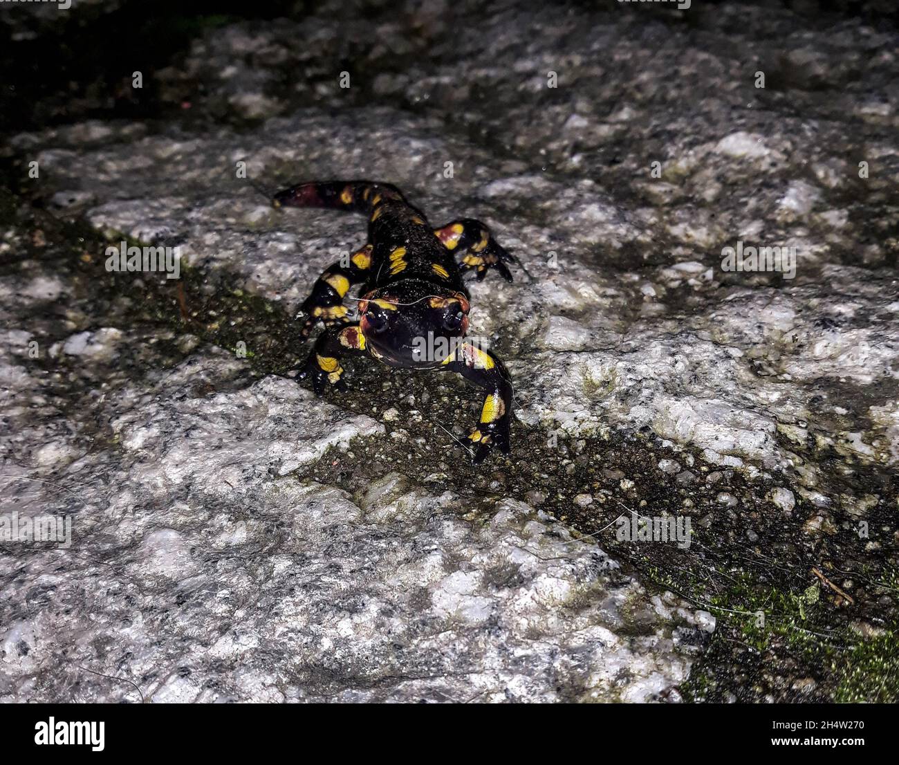 Salamander specimen walking at night on a rocky soil with moisture ...