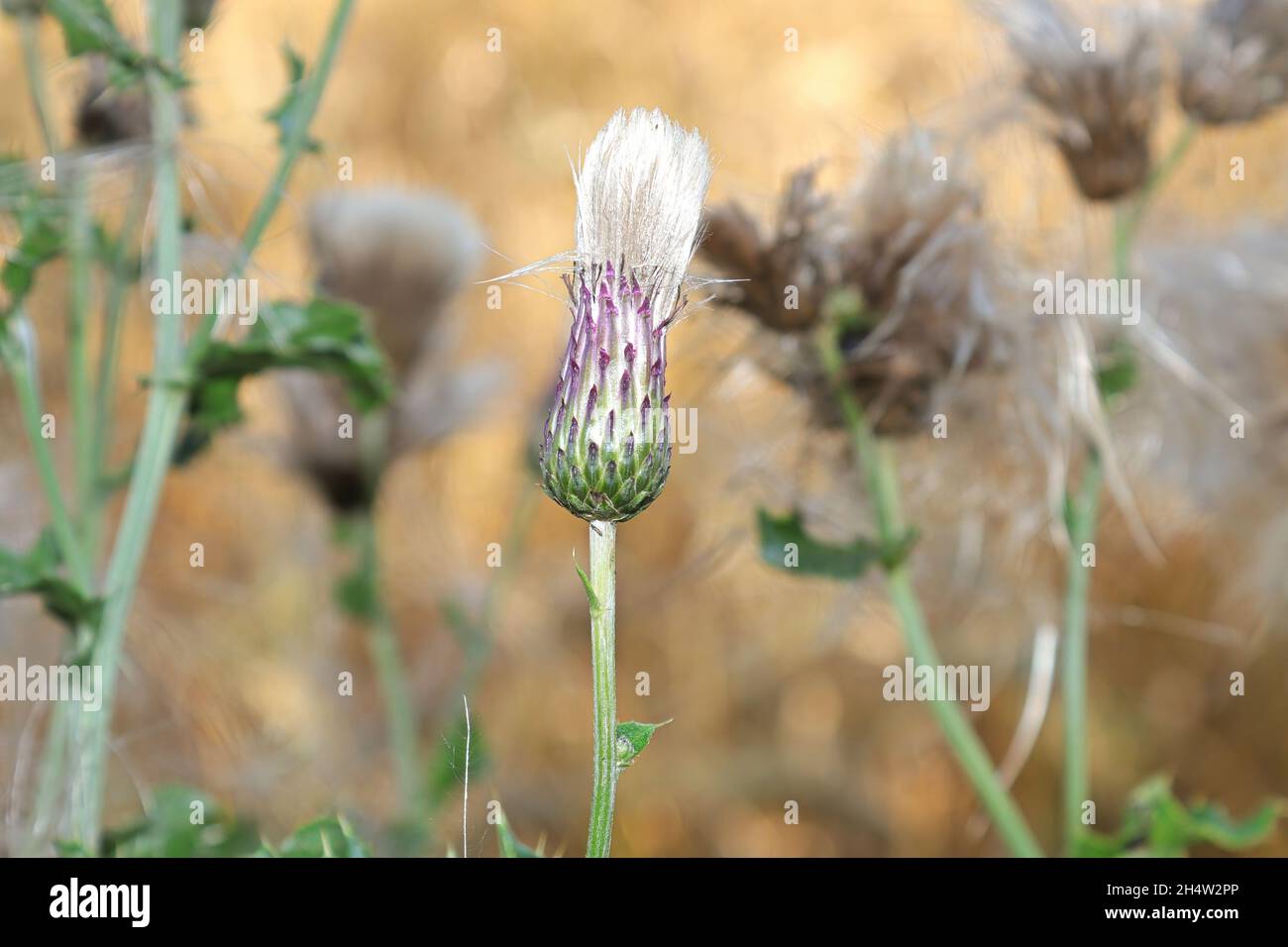 Macro of a thistle flower head about to open Stock Photo - Alamy