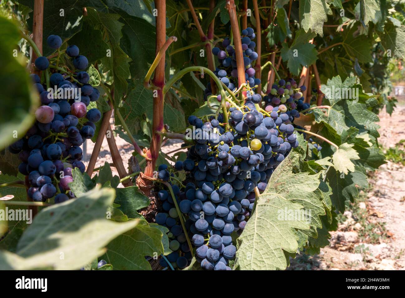 Field fruit vineyard vineyards harvesting hi-res stock photography and ...