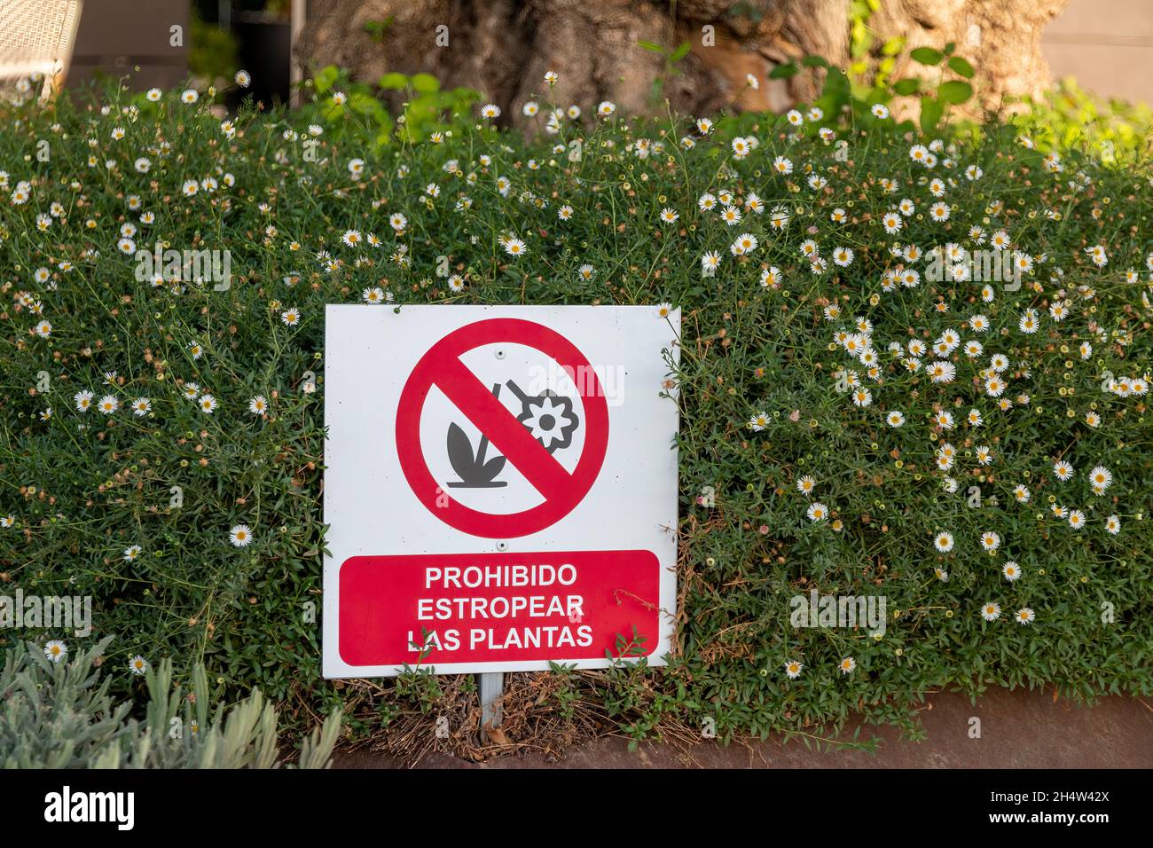 Garden with the sign in Spanish "prohibido estropear las plantas ...